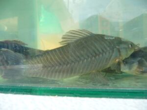 The Cascadu: Freshwater Fish at Risk in Trinidad and Tobago - Cari-Bois ...