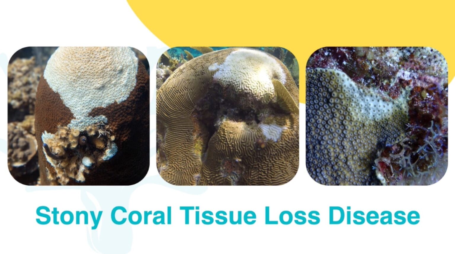 Stony Coral Tissue Loss Disease: A Looming Threat to Trinidad and ...
